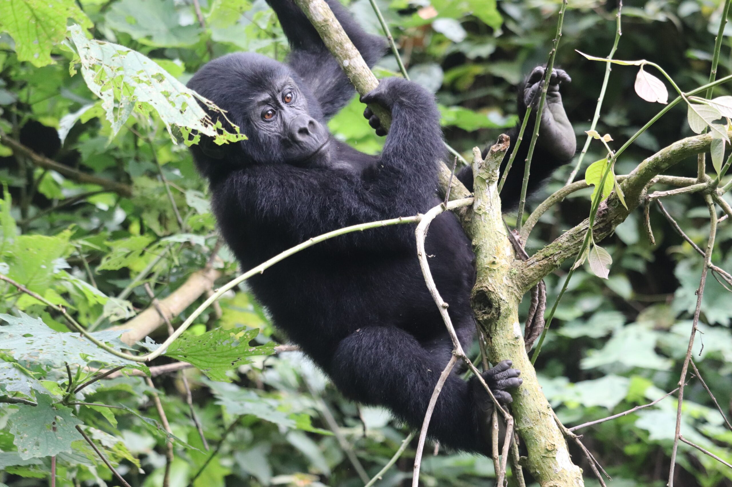 Chimps, Gorillas & Wildlife Safari in Uganda | Primate Trekking Safaris