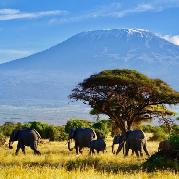 Rwanda Travel Tips - Hornbill Treks and Safaris